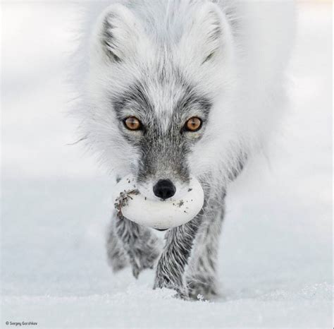 Spectacular Winning Shots Of Wildlife Photographer Of The Year 2017