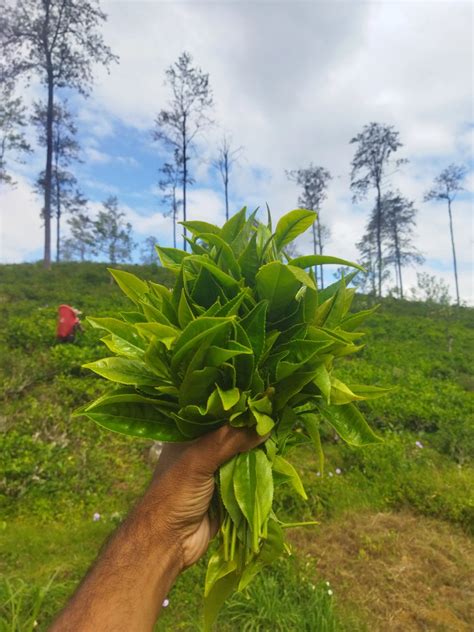 k dilakshan on linkedin teaplantation