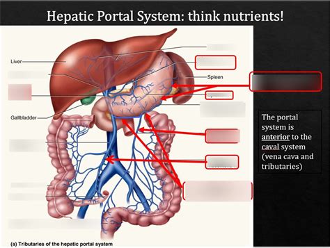 Hepatic Portal System Diagram Quizlet