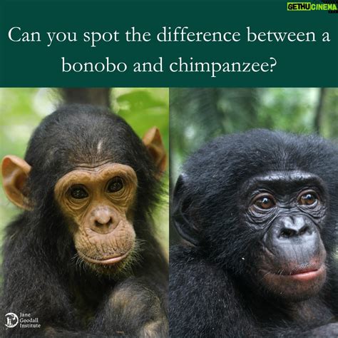 Jane Goodall Instagram 🌿 Did You Know Chimpanzees And Bonobos Our