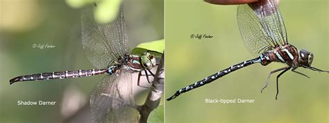 Shadow Darner