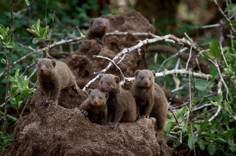 Mongoose Africa Mongoose Wake Me Up