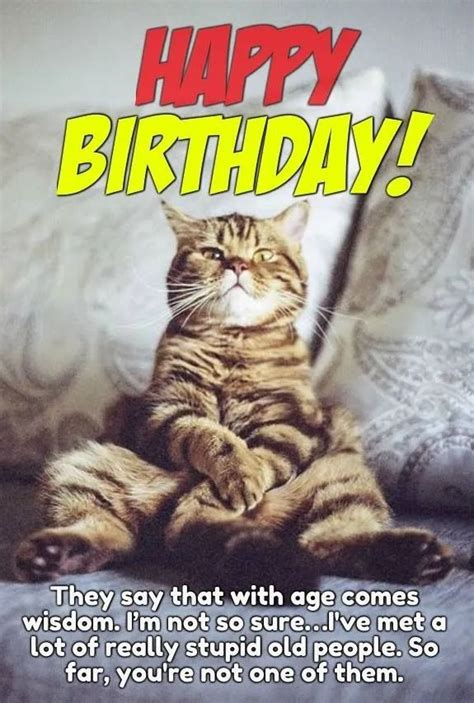 100 Best Happy Birthday Cat Memes And Images Funny Happy Birthday