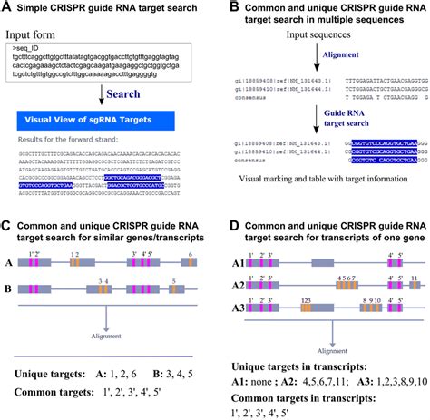 Workflows Of Guide Rna Target Search In Crispr Multitargeter A Simple Download Scientific