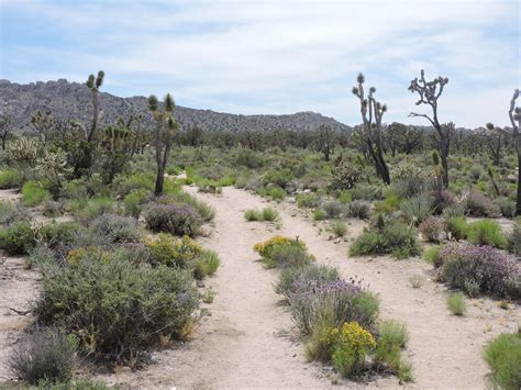 Mojave Road Cima Dome Boom California