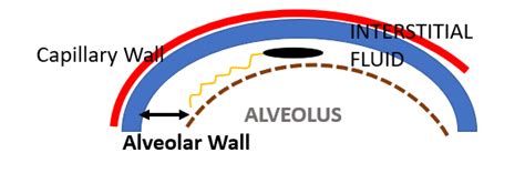 Neural Regulation Of Respiration Concept Maps