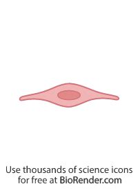 Free Endothelial Cell Icons Symbols Images BioRender