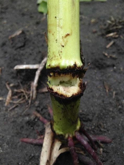 Physoderma Stalk Rot Latham Hi Tech Seeds