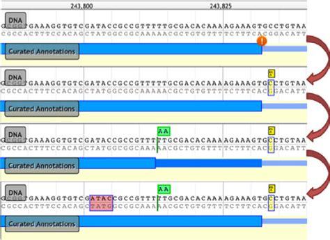 Example Of Sequence Alteration Editing Operations The Top Panel Shows