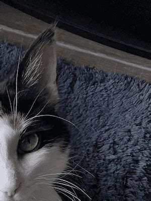 Split An Image Into Tiles With A Simple Python Package Blog Minas Giannekas