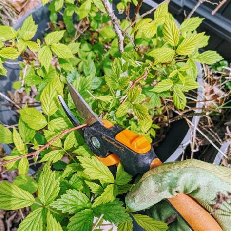 Pruning Raspberries Trimming Everbearing And Summer Bearing Crops