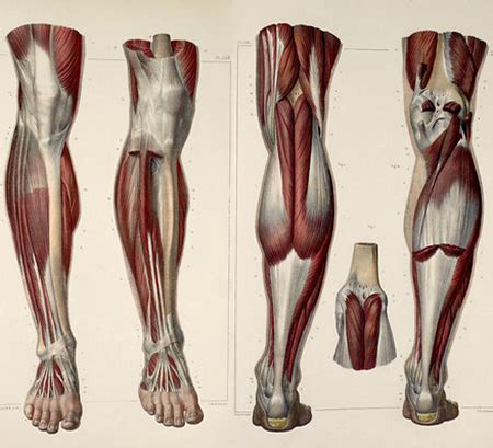 Leg Muscles Overview Anatomy And Functions Lesson