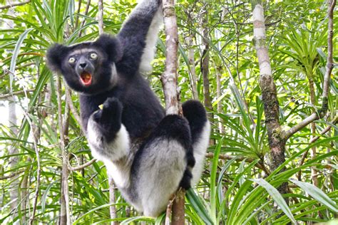 Indri Lemur Size The Indri ˈɪndri ⓘ Indri Indri Also Called
