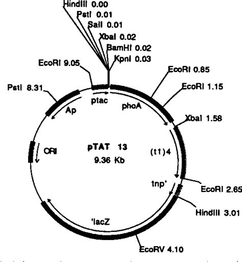 Figure 1 From Effects Of All Single Base Substitutions In The Loop Of Boxb On Antitermination Of
