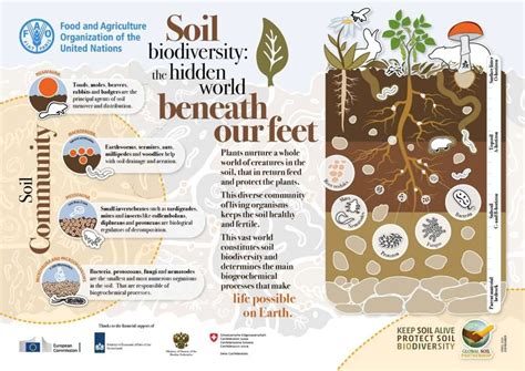 For The Love Of Soil Understanding Its Importance And Protecting Its Health Chesapeake Flower