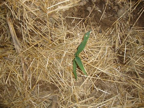 利用matlab，采用超绿因子分割玉米苗图像matlab提取绿苗的方法 Csdn博客