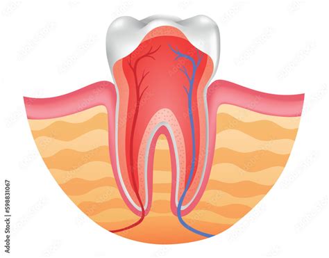 Tooth Anatomy Cross Section Anatomical Chart Medical Banner Or