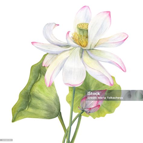 분홍색 연꽃 꽃봉오리 잎 세트 섬세하게 피는 수련 꽃 요소 흰색 배경에 분리된 수채화 그림 포스터 카드 인사말을 위한 손으로 그린 작곡 0명에 대한 스톡 벡터 아트 및 기타