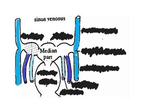 Sinus Venosus — Printable Worksheet