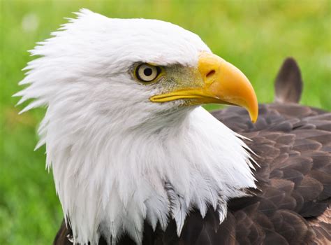 Bald Eagle Jigsaw Puzzle In Animals Puzzles On