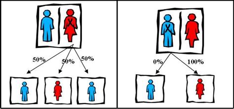 The Fragile X Files The ABCs Of Fragile X