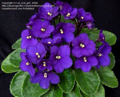 Optimara Little Inca | Сенполия, Фиалки, Цветы