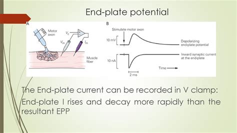 End Plate Potential Muscle Xia Qiang Md And Phd Department Of