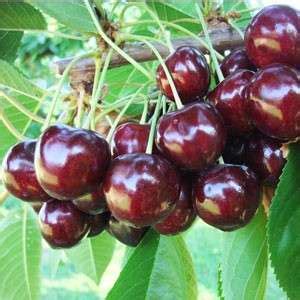 Черешня "Стаккато"(пізній сорт)