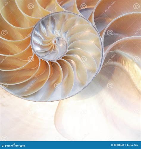 Nautilus Shell Golden Ratio Nautilus Shell Golden Ratio