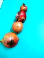 Rotten Fruit Detector Ver Object Detection Dataset And Pre Trained Model By Deep Learning