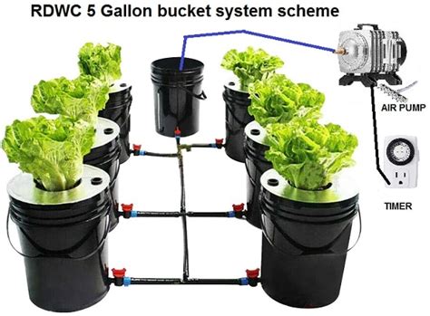 What Is Deep Water Culture Dwc System Tutorial ★ January [date Template Y]