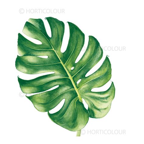 Monstera Leaf Print Horticolour By Miffy Gilbert