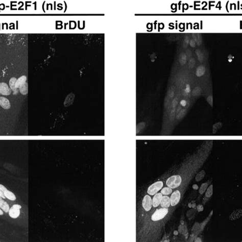 Nuclear Targeted Gfp E2f 1 And Gfp E2f 4 Do Not Induce S Phase In Download Scientific Diagram