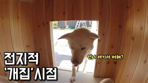 새 집을 갖게된 우리집 진돗개 Youtube