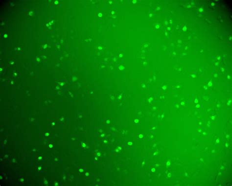 Cell Counting Using Cellprofiler Image Analysis Imagesc Forum