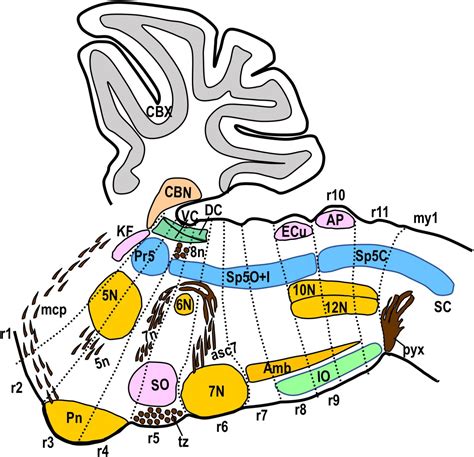 Trigeminal Nucleus