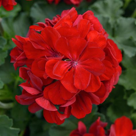Solera™ Dark Red Geranium Plant Addicts