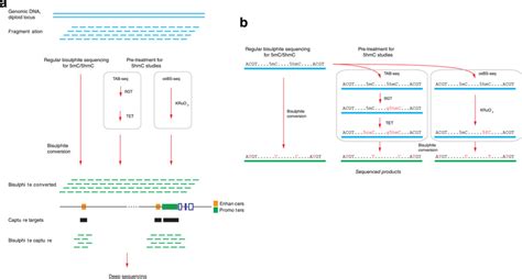 Assays For Cytosine Modifications And A Targeted Sequencing Strategy Download Scientific