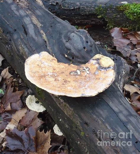25 Best Images About Tree Fungus On Pinterest Trees A Tree And Shelves