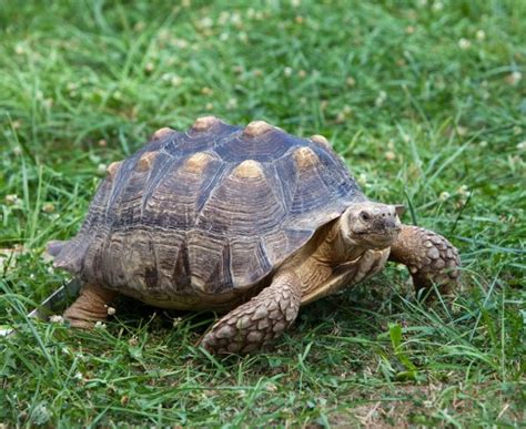 Turtles Having Sex Stock Photo Leldej