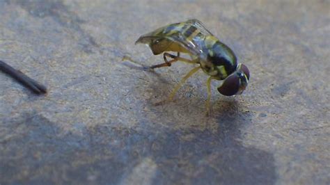 Hoverfly Bugguidenet