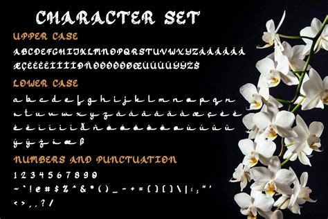 Jasmine Script Brush Font Bundles