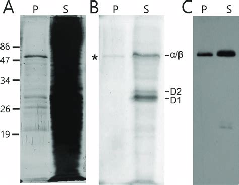Newly Synthesized Rbcl Was Detected In The Pyrenoid Fractions Proteins Download Scientific