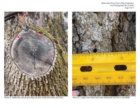 Report 5590 Report Mediterranean Oak Borer Xyleborus Monographus