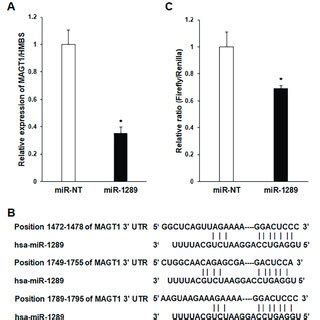 miR-1289 directly targets MAGT1. (A) MAGT1 mRNA expression levels after ...