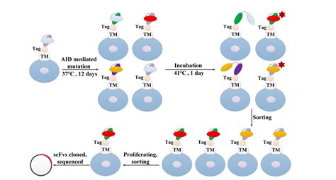 Antibody Affinity Maturation Service Kmd Bioscience Nanobody