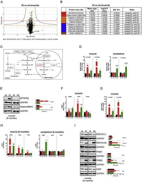 Aif Deficient Mice Exhibit Aberrant 1 C Metabolism A Proteomic