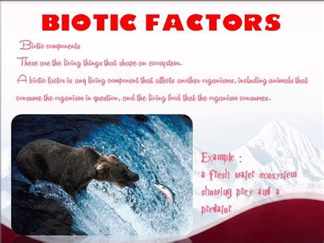 Ecosystem Class 12 Cbse Ppt Geology Science