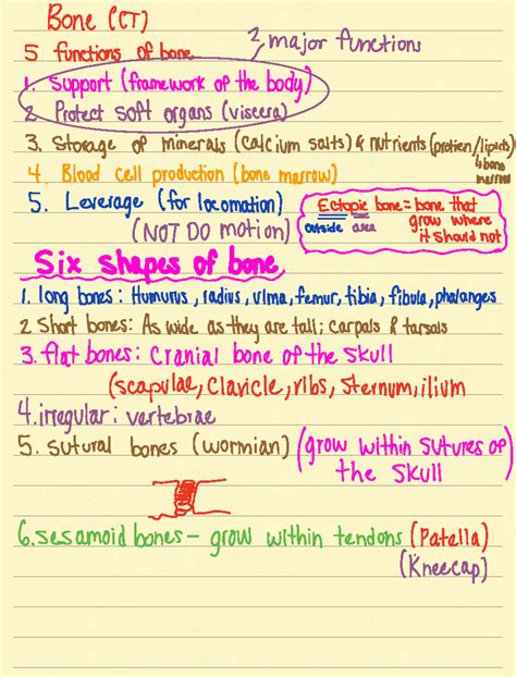 Bone Structure And Functions Anatomy Notes Course Code Bio101