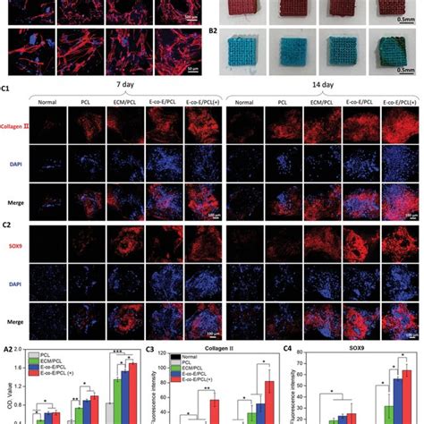 Cell Viability And Cartilaginous Matrix Formation In Pcl Ecmpcl Download Scientific Diagram